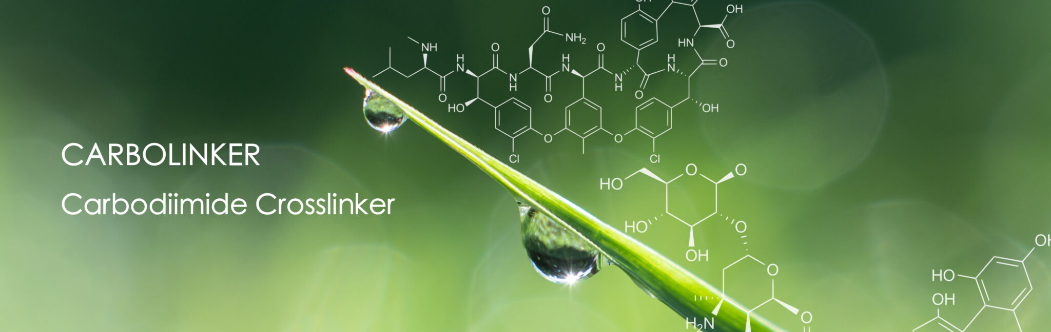 Green Choice｜Carbodiimide Crosslinker - D&A