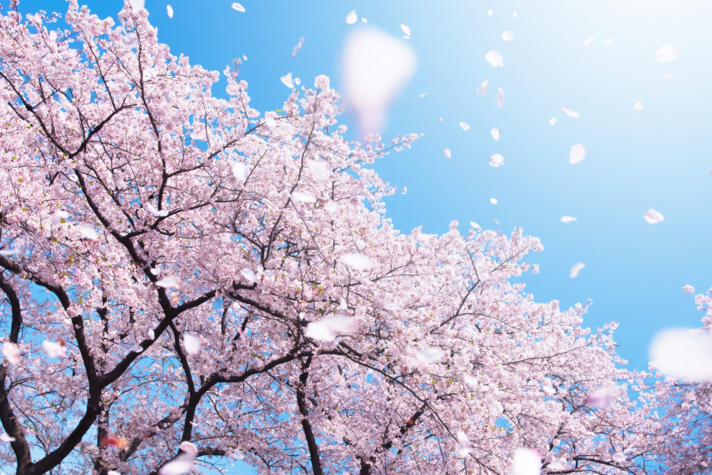 Purity and Romance｜D&A Edge Polymer Sakura Effect - D&A